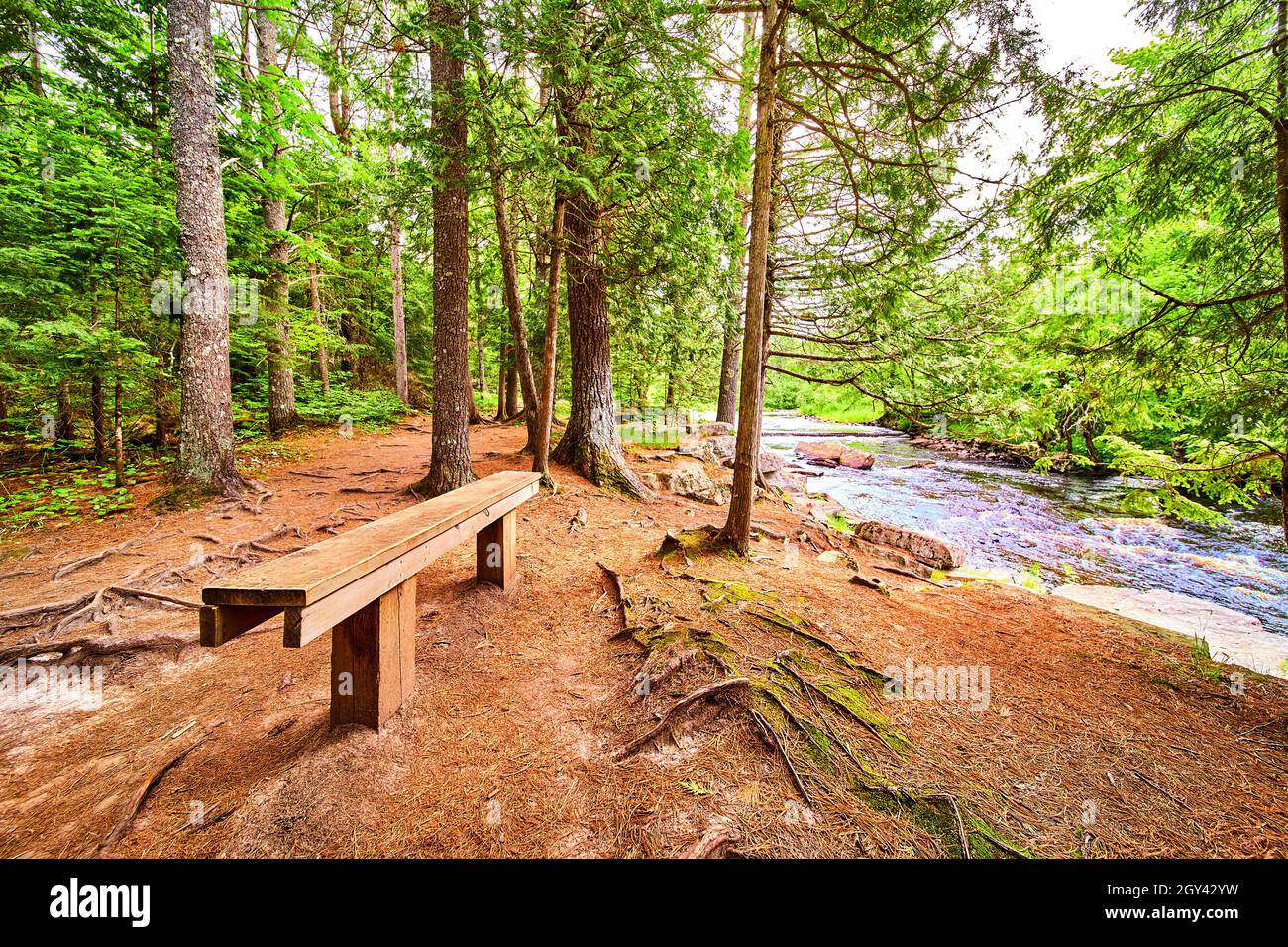 Scenic bench in forest covered in orange pine needles next to beautiful ...