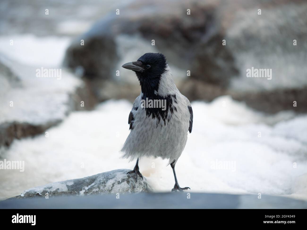Crow fluffy feather wings hi-res stock photography and images - Alamy