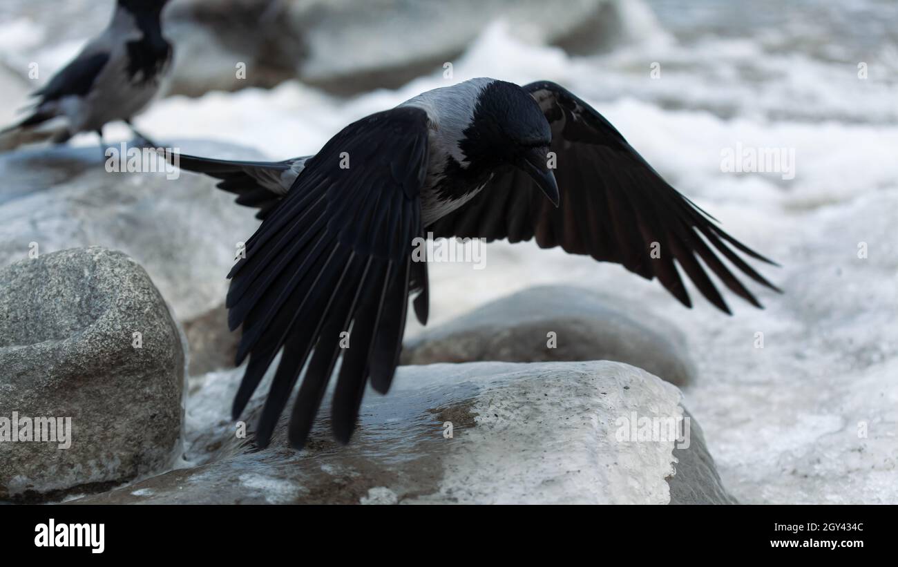 Grey crow flying hi-res stock photography and images - Alamy