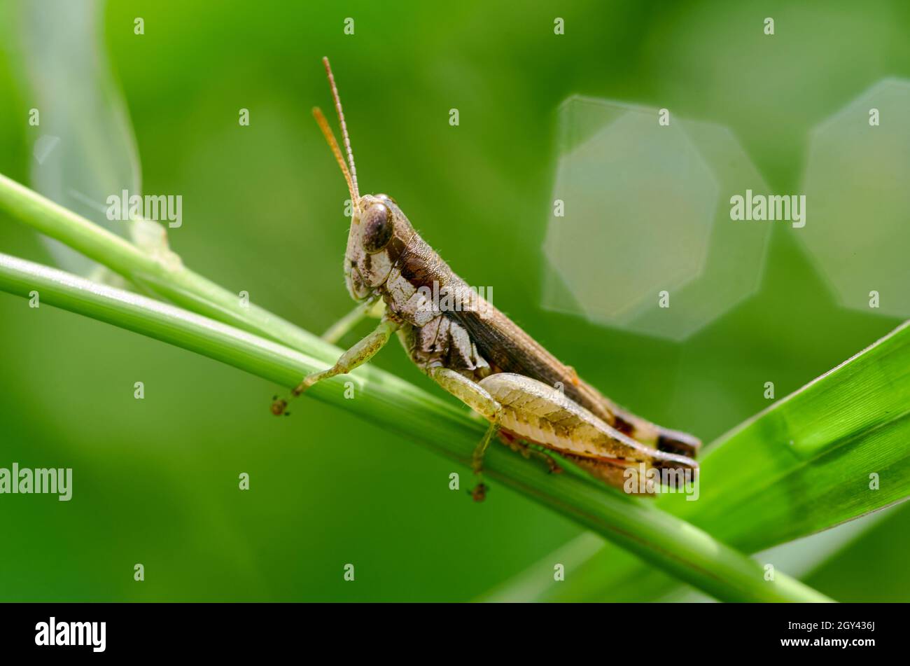 A locust perching on grass stem Stock Photo - Alamy