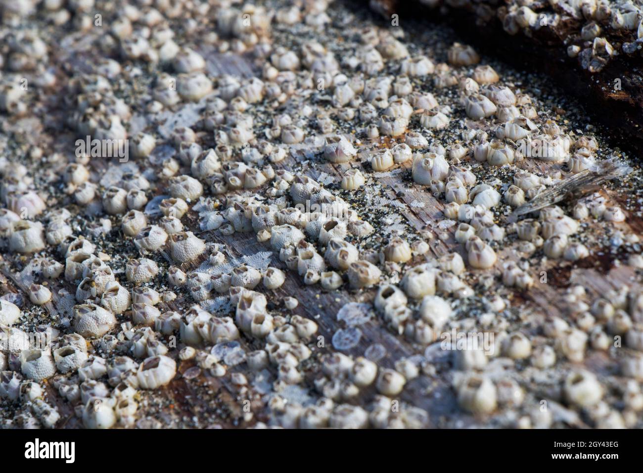 Large group of small clam on the wood, on the beach of Black sea Stock ...