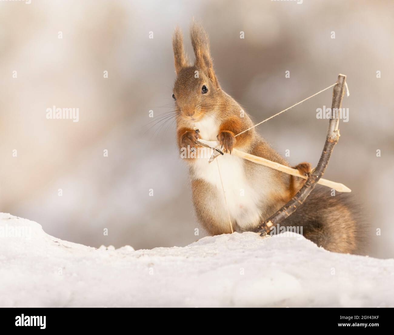 Squirrel and arrow hi-res stock photography and images - Alamy