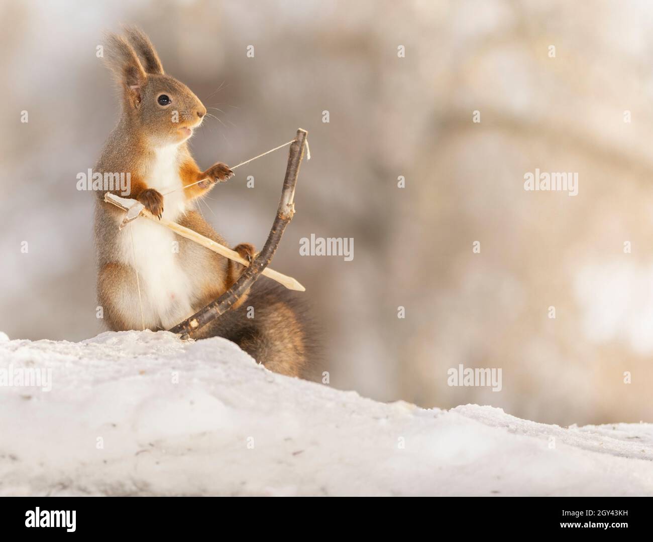 Squirrel and arrow hi-res stock photography and images - Alamy