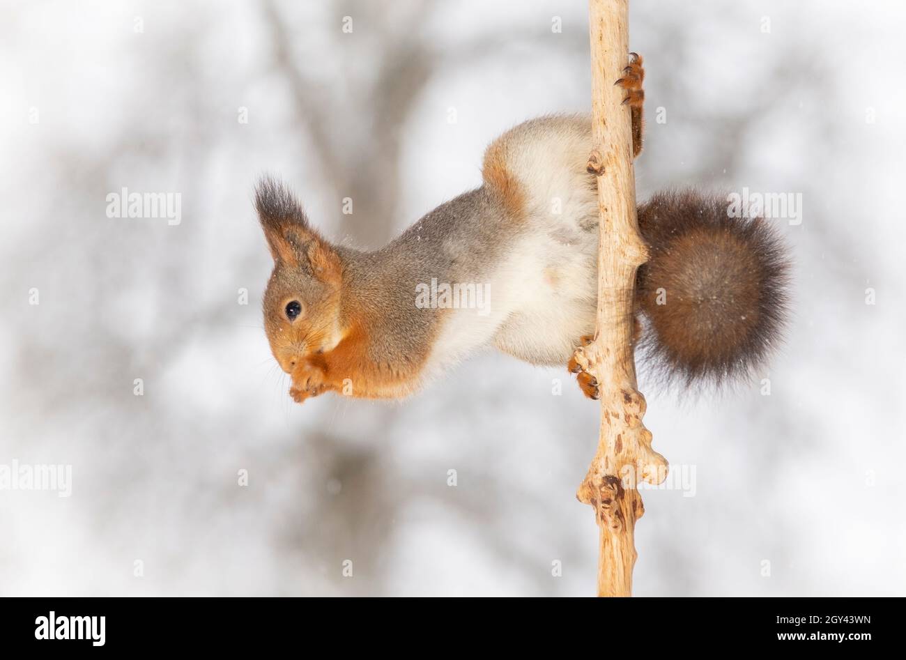 Squirrel on a stick hi-res stock photography and images - Alamy