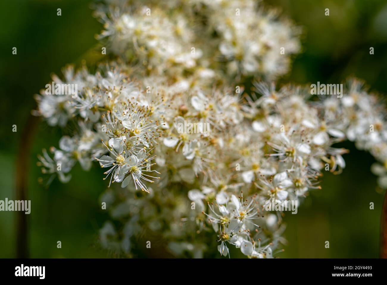 Filipendula vulgaris hi-res stock photography and images - Alamy