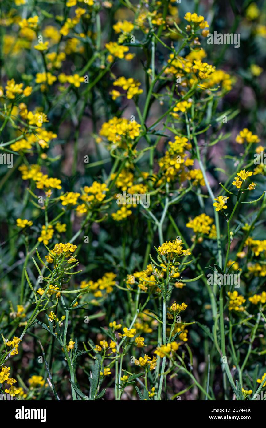Rorippa amphibia flower growing in field, close up Stock Photo - Alamy