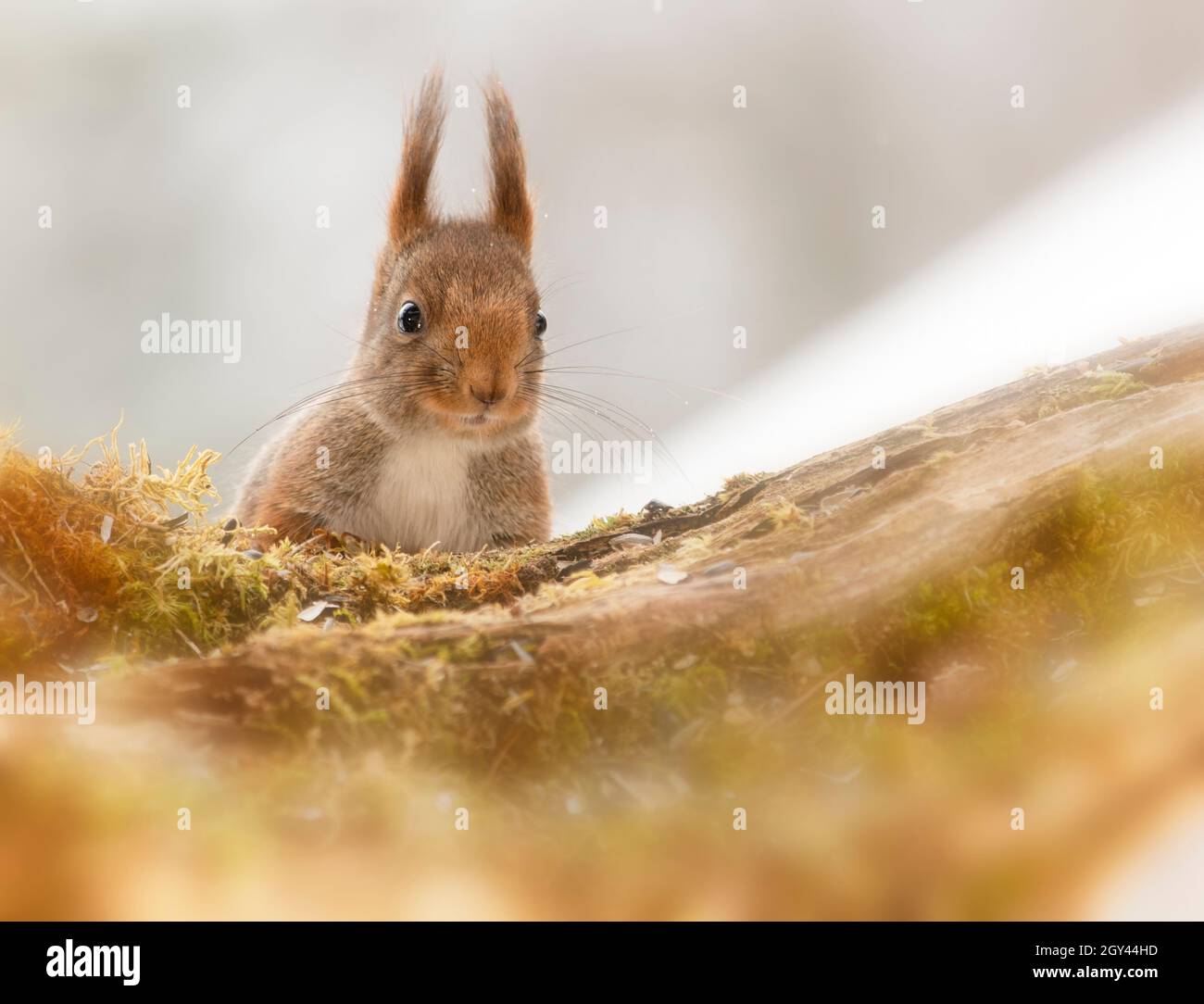 Squirrel tail behind a tree hi-res stock photography and images - Alamy