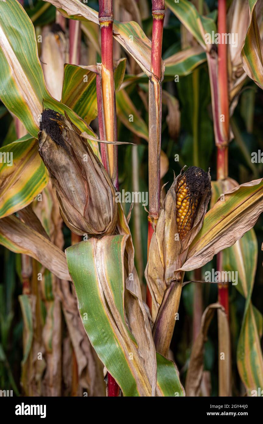 Corn Grain Mature Harvest In Autumn Stock Photo - Alamy