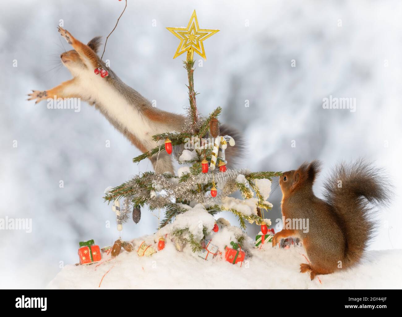 Red squirrels with a christmas tree hi-res stock photography and images ...