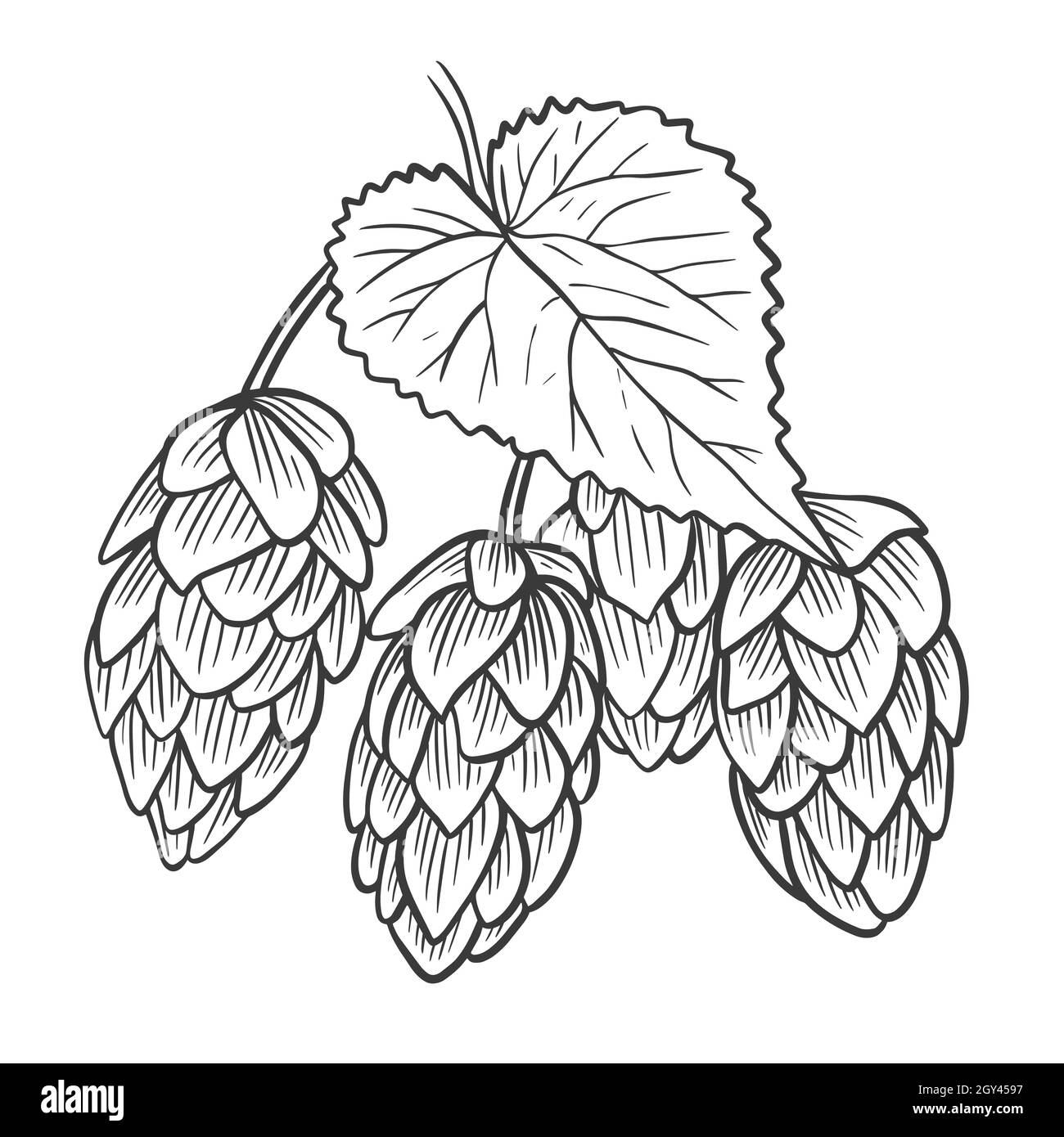 Herb sketch Stock Vector Images - Alamy