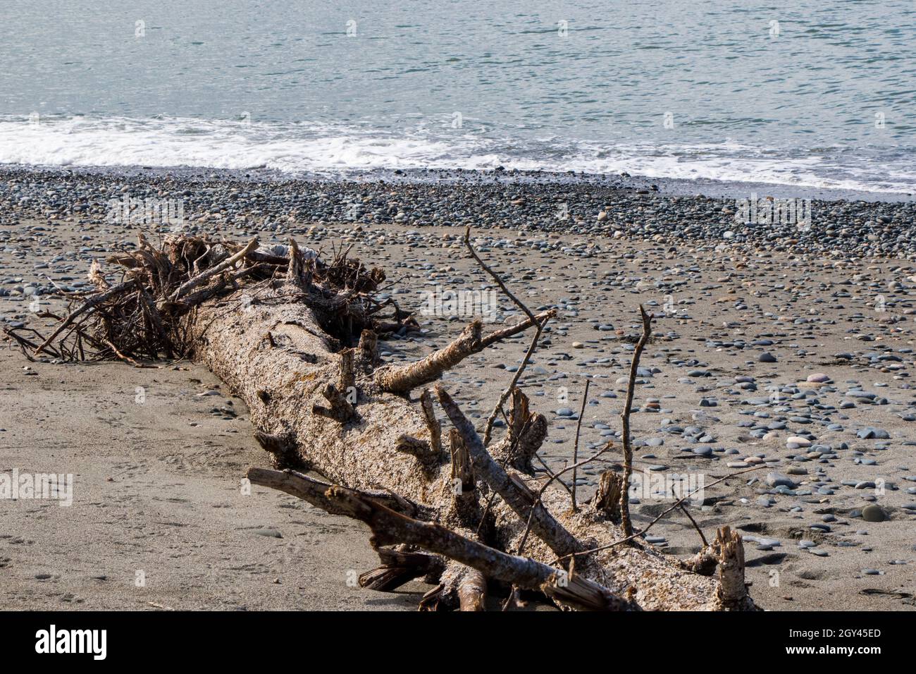 Big dry tree on the beach and sea Stock Photo - Alamy
