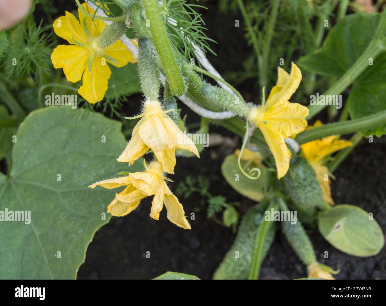 Blooming cucumber close-up with selective focus, yellow cucumber flower ...