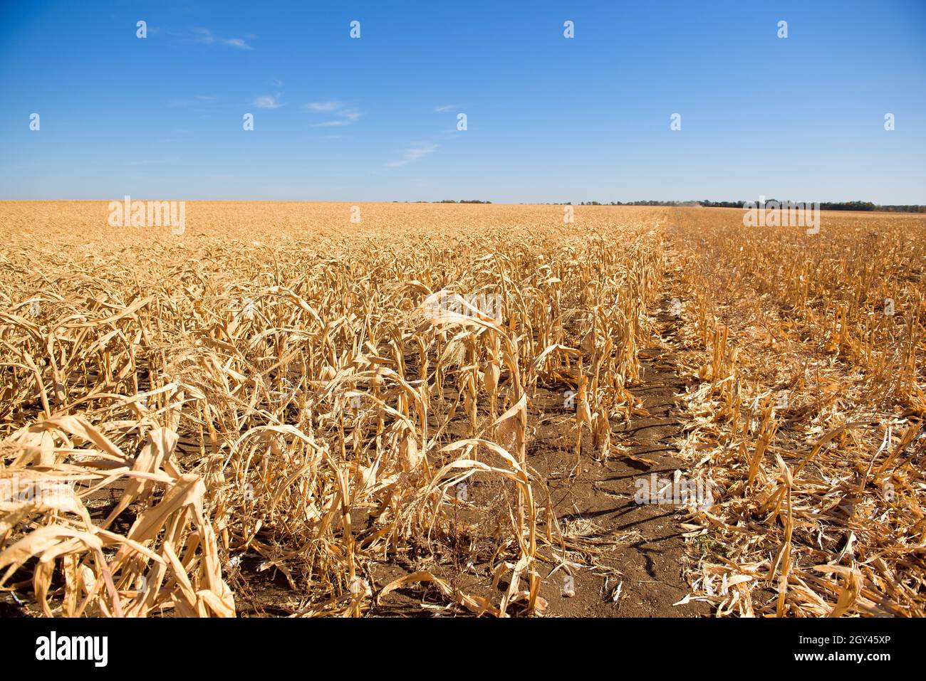 A field of ripe corn ready for harvest in the fall Stock Photo - Alamy