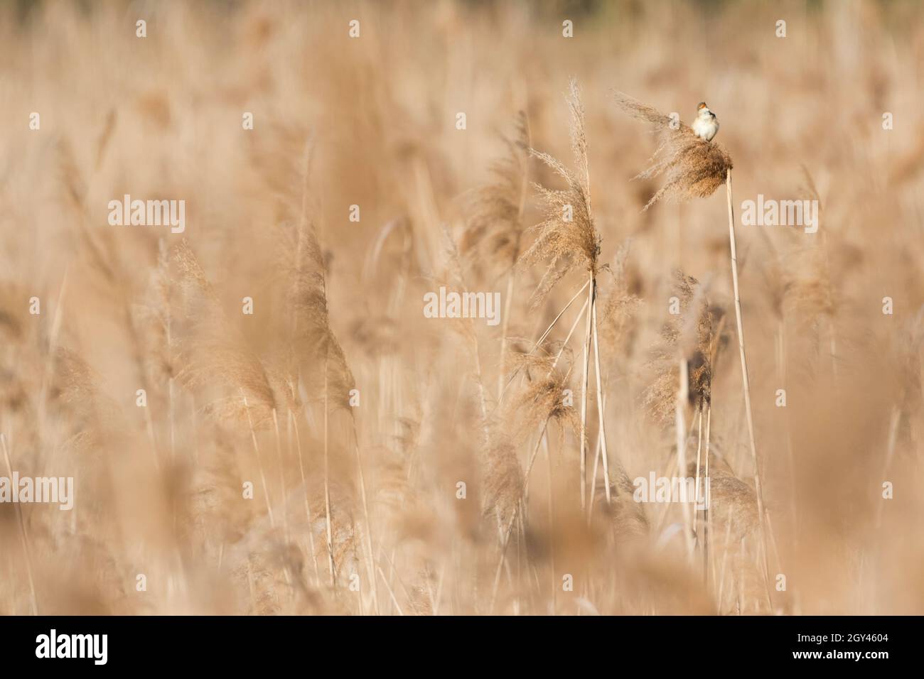 Common Reed Warbler - Teichrohrsänger - Acrocephalus scirpaceus ssp ...