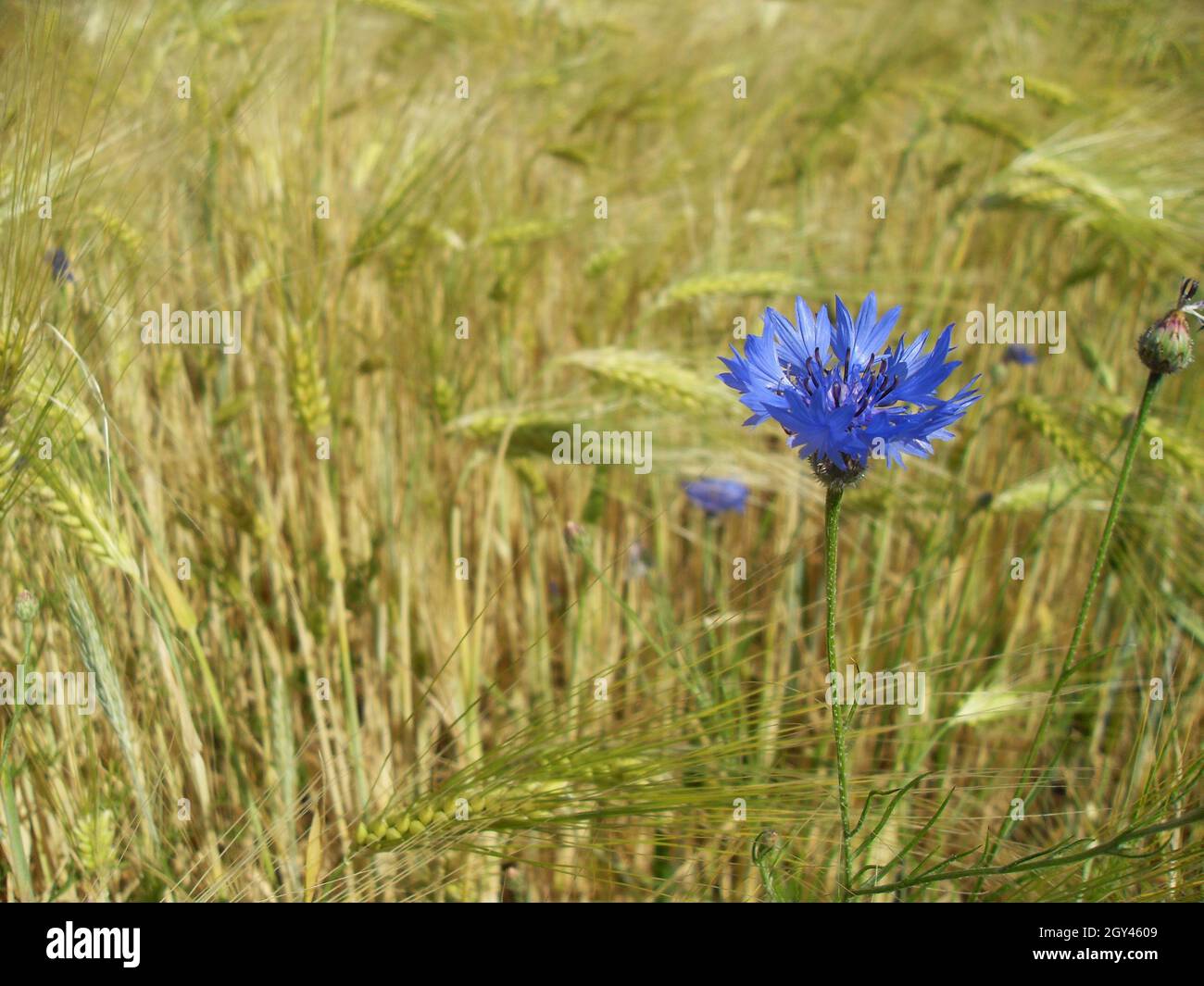 Blue food card bread hi-res stock photography and images - Alamy