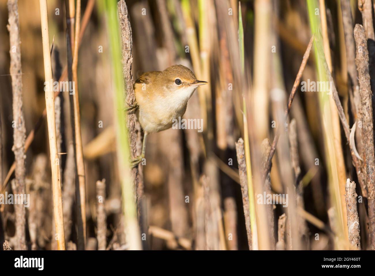 Common Reed Warbler - Teichrohrsänger - Acrocephalus scirpaceus ssp ...