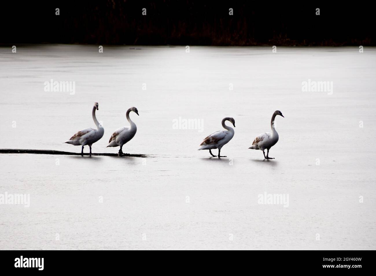 Four swans on a frozen lake Stock Photo - Alamy