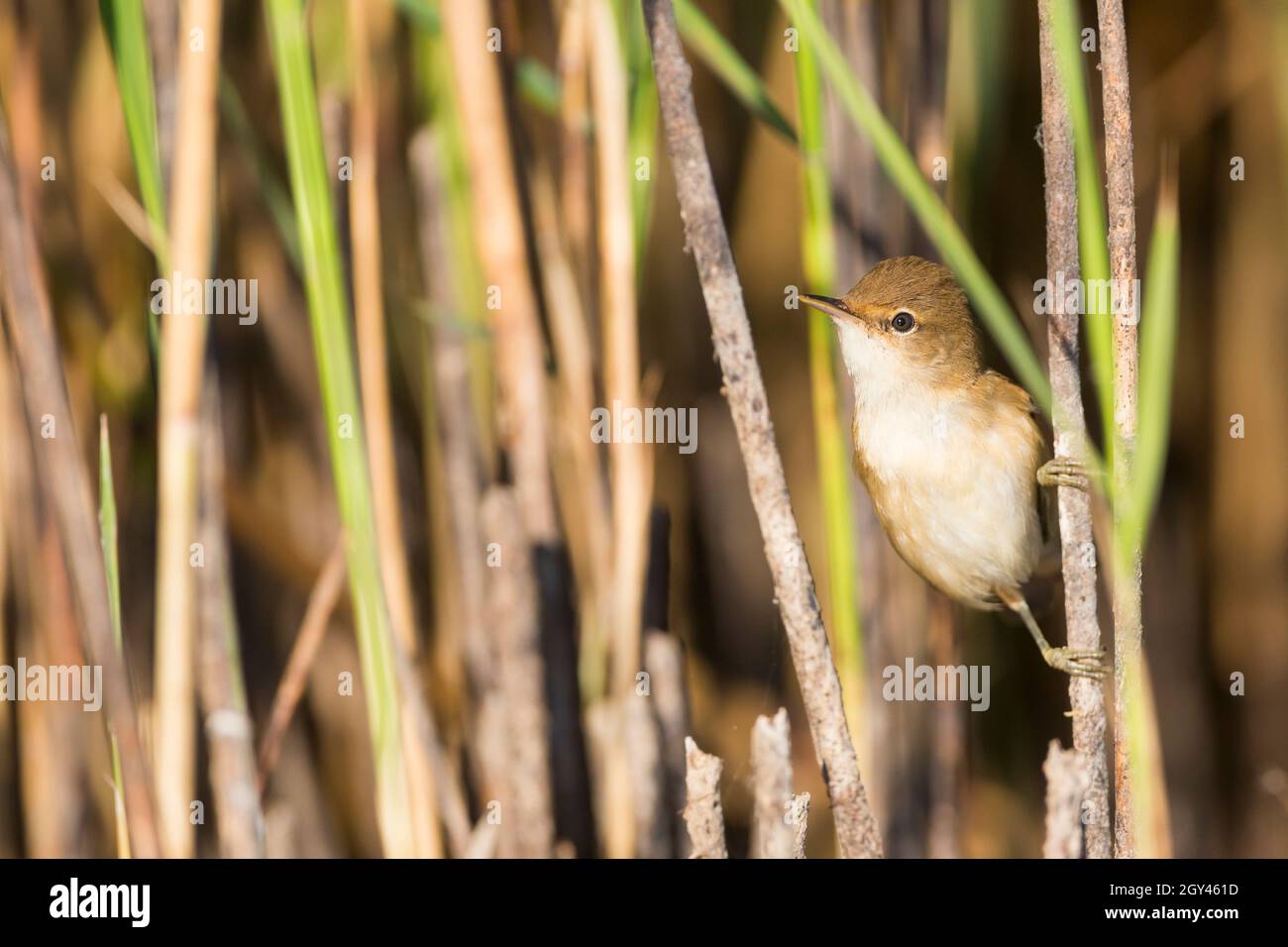 Common Reed Warbler - Teichrohrsänger - Acrocephalus scirpaceus ssp ...