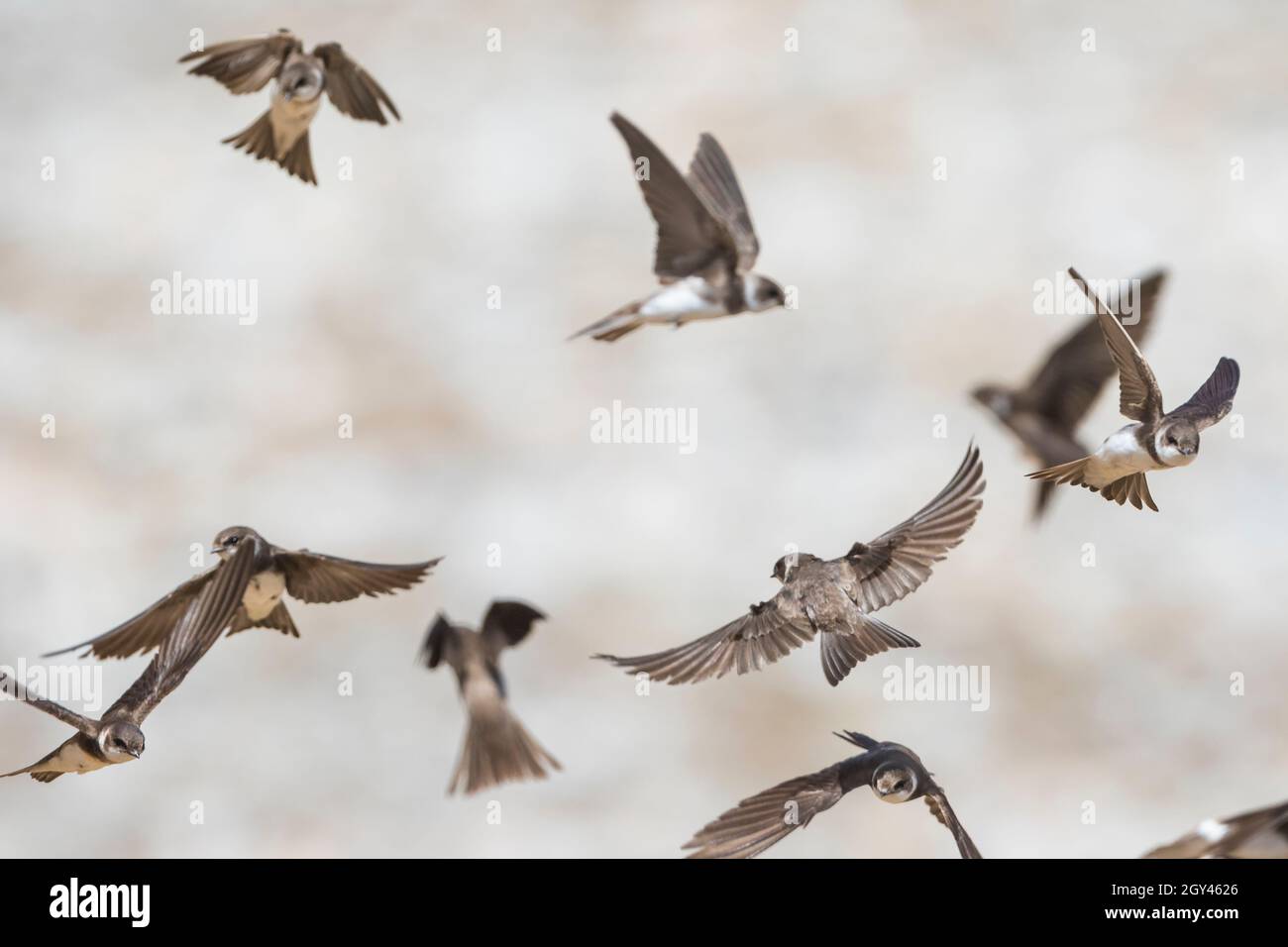 Common Sand Martin - Uferschwalbe - Riparia riparia ssp. innominata ...