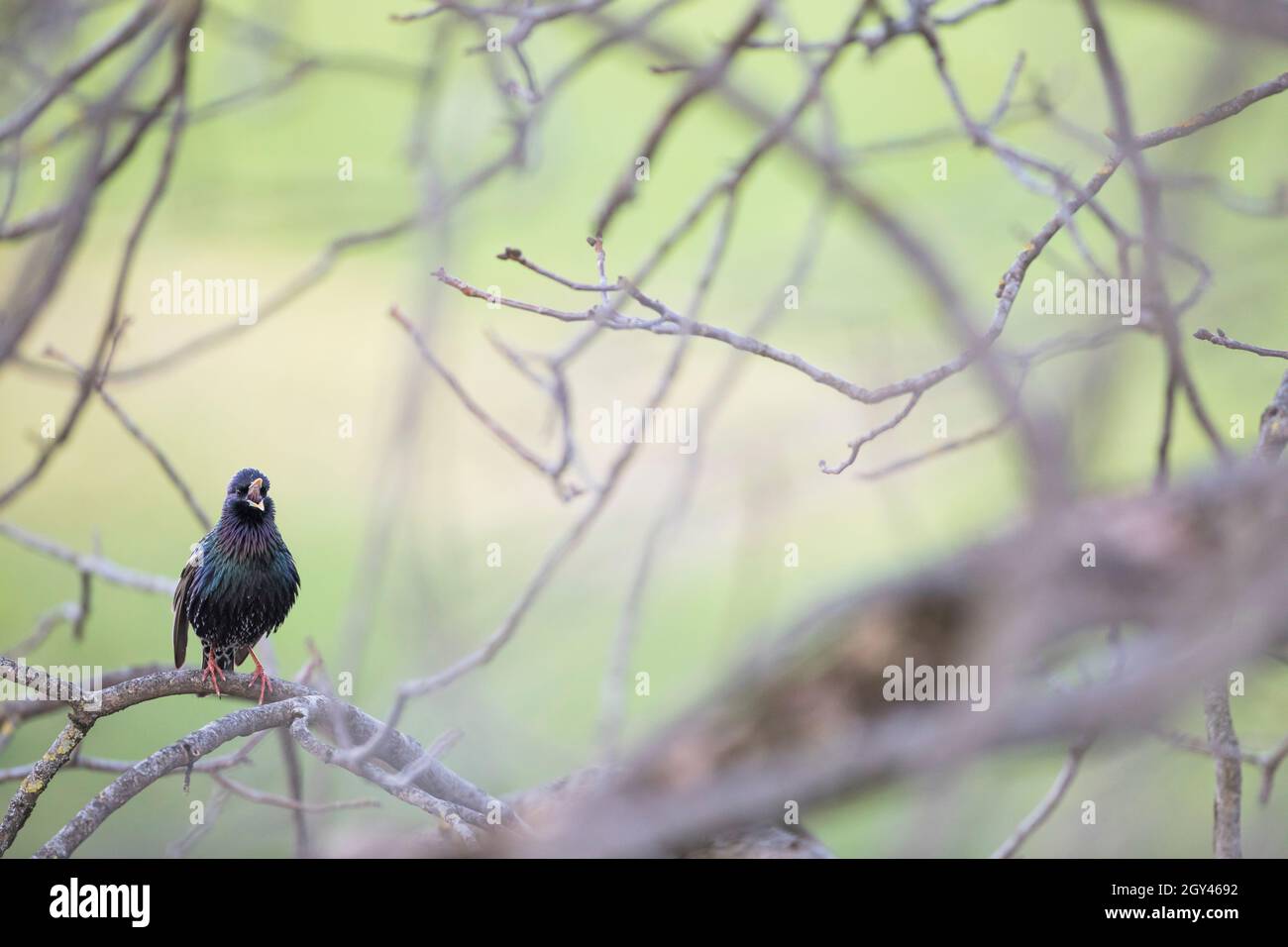 Common Starling - Star - Sturnus vulgaris vulgaris, Germany, adult ...