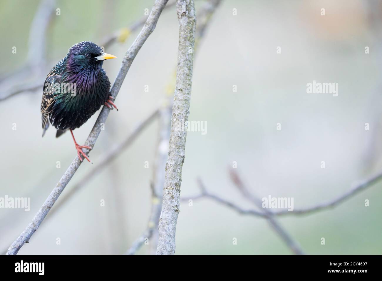 Common Starling - Star - Sturnus vulgaris vulgaris, Germany, adult ...