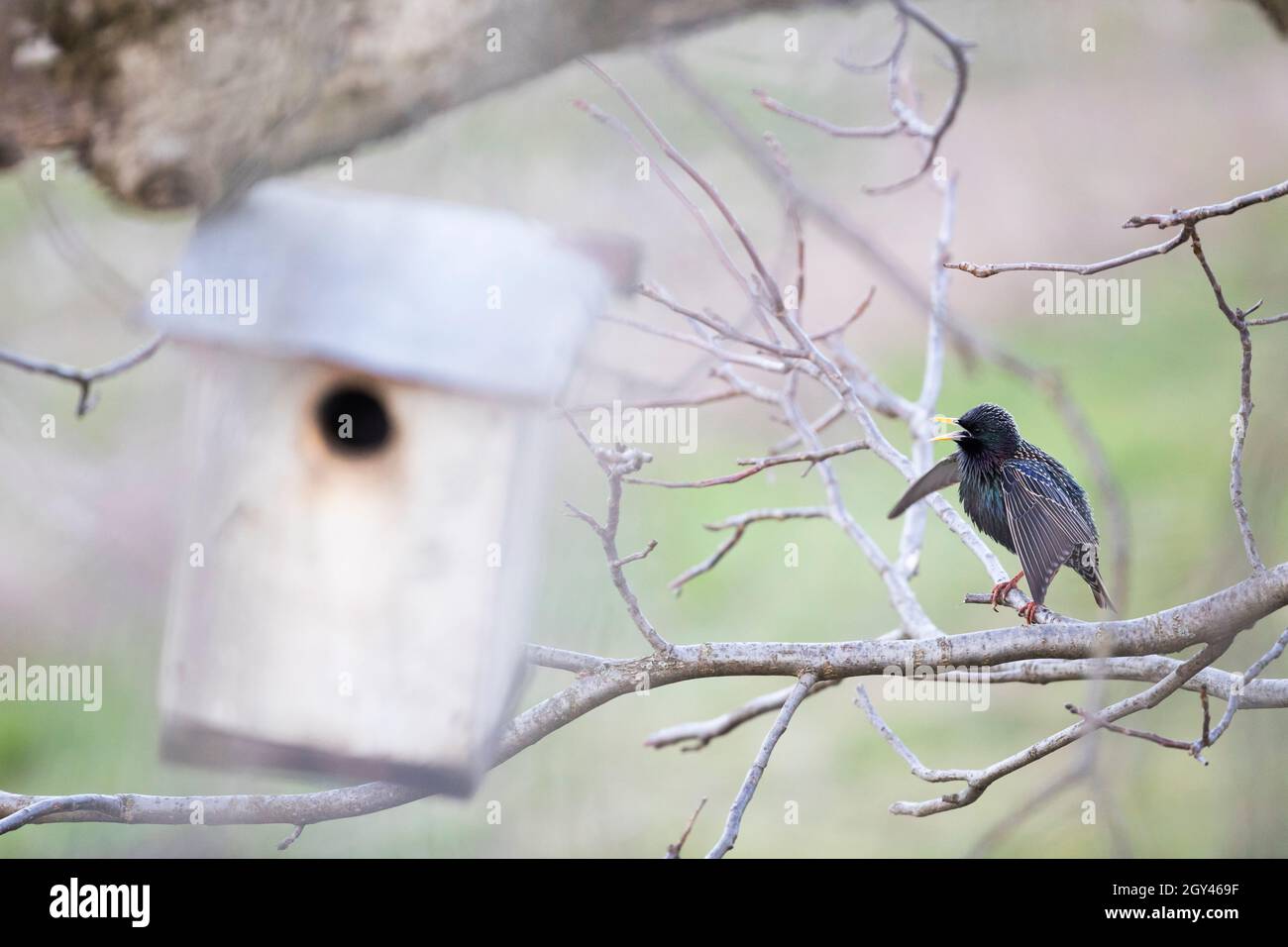 Common Starling - Star - Sturnus vulgaris vulgaris, Germany, adult ...