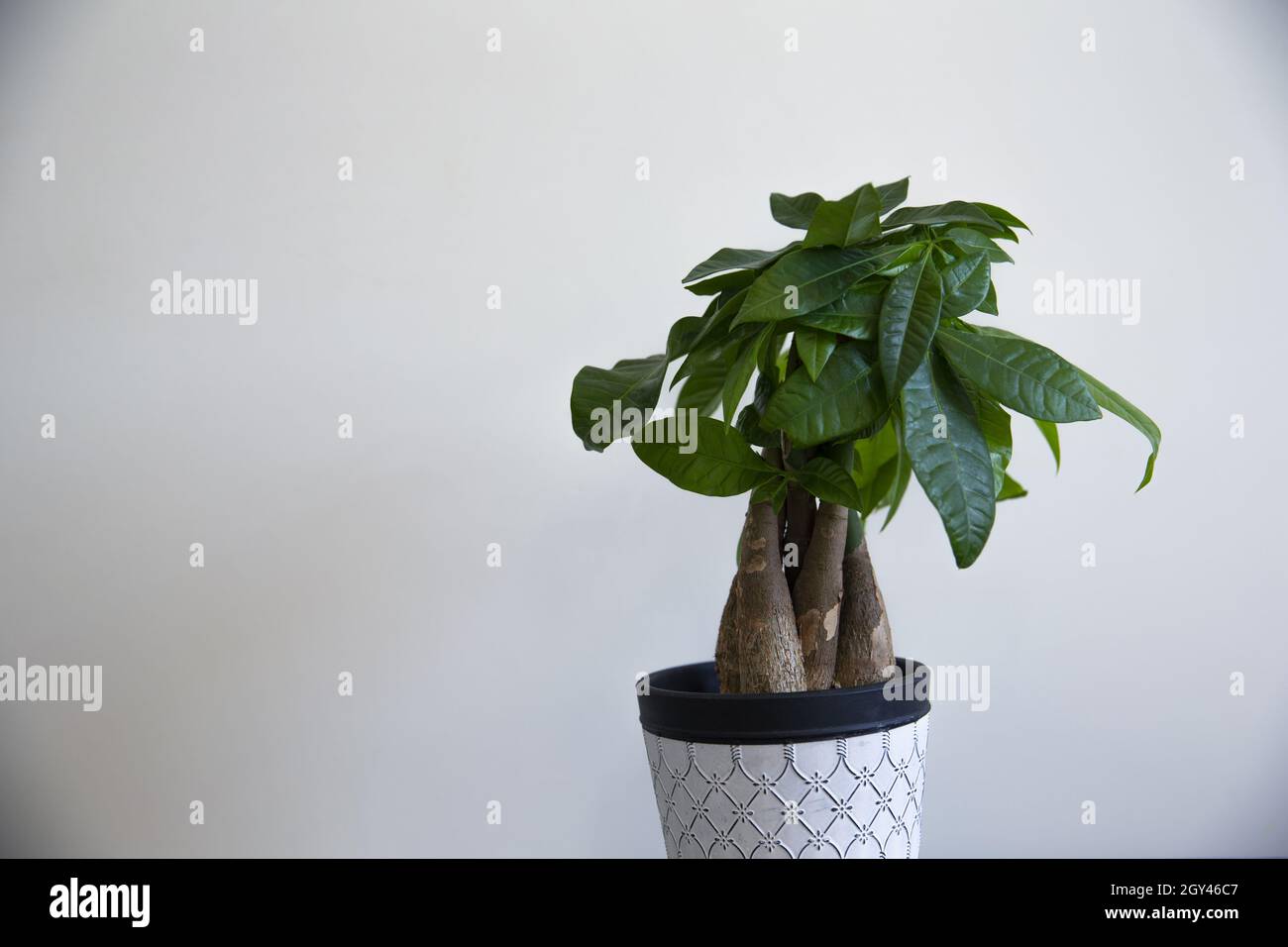 Braided trunk hi-res stock photography and images - Alamy