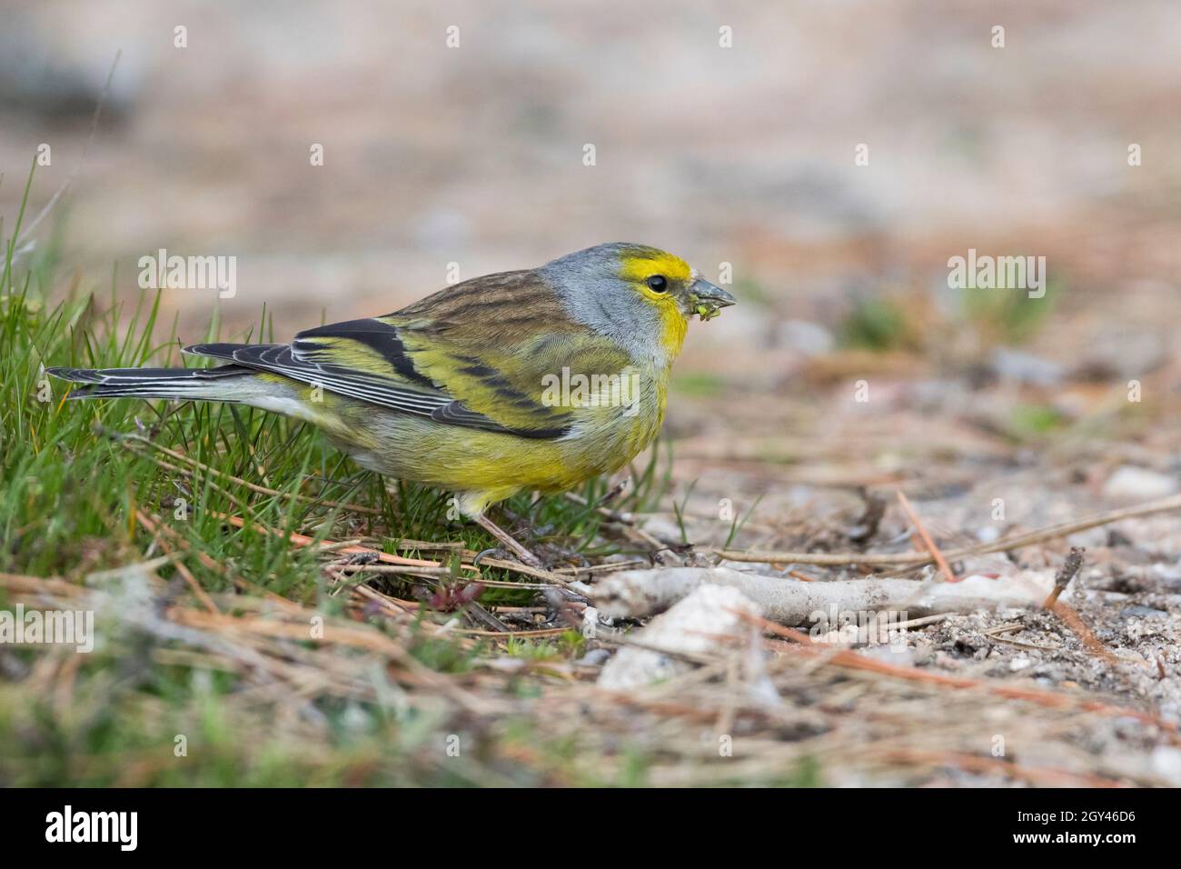 Corsican Finch - Korsengirlitz - Carduelis corsicana, France (Corsica ...