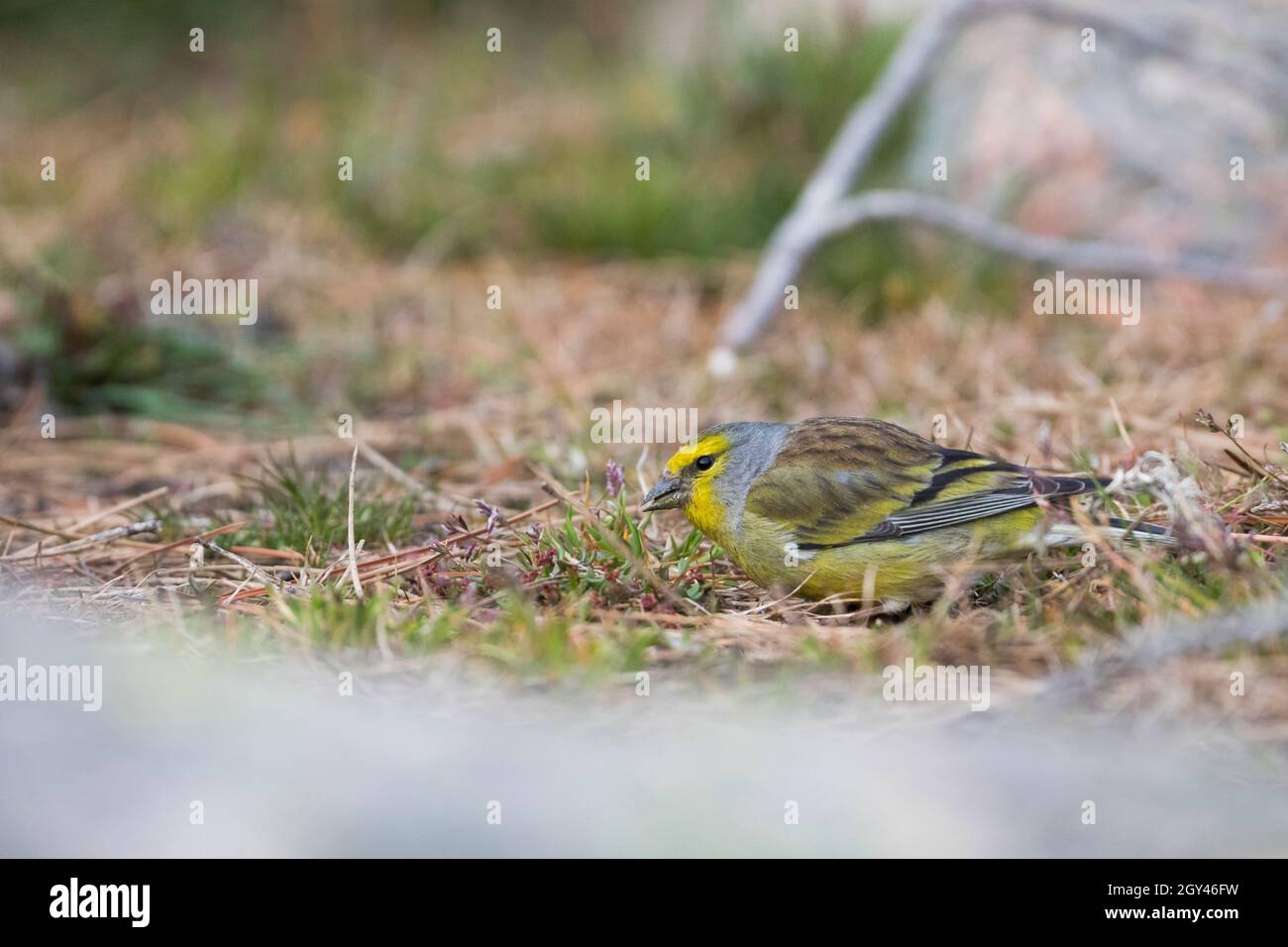 Corsican Finch - Korsengirlitz - Carduelis corsicana, France (Corsica ...