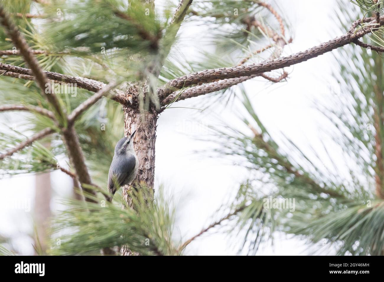 Corsican Nuthatch - Korsenkleiber - Sitta whiteheadi, France (Corsica ...