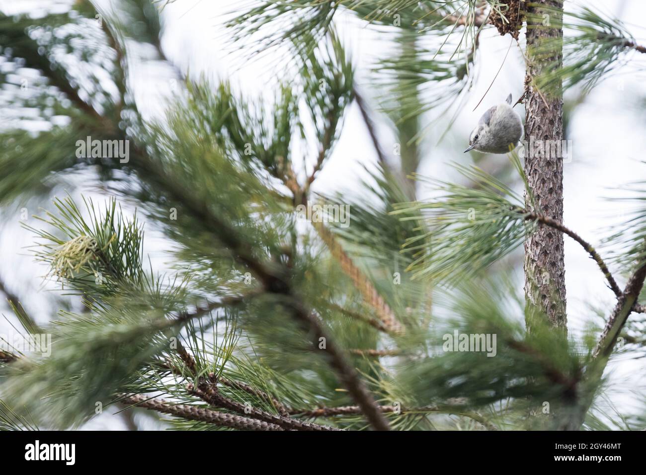 Corsican Nuthatch - Korsenkleiber - Sitta whiteheadi, France (Corsica ...