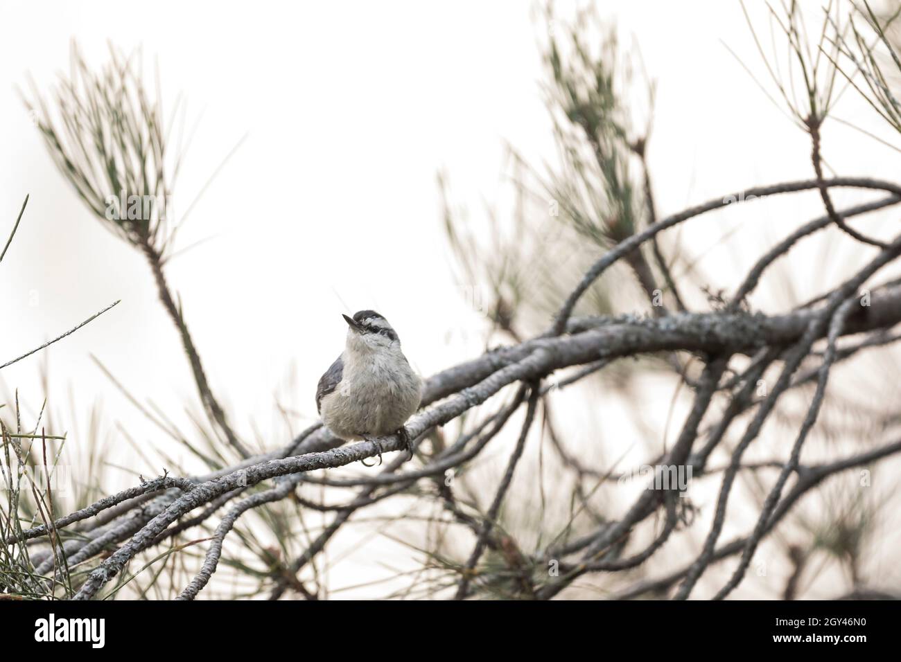 Corsican Nuthatch - Korsenkleiber - Sitta whiteheadi, France (Corsica ...