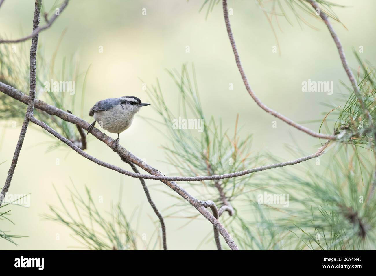 Corsican Nuthatch - Korsenkleiber - Sitta whiteheadi, France (Corsica ...
