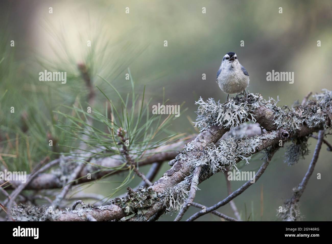 Corsican Nuthatch - Korsenkleiber - Sitta whiteheadi, France (Corsica ...
