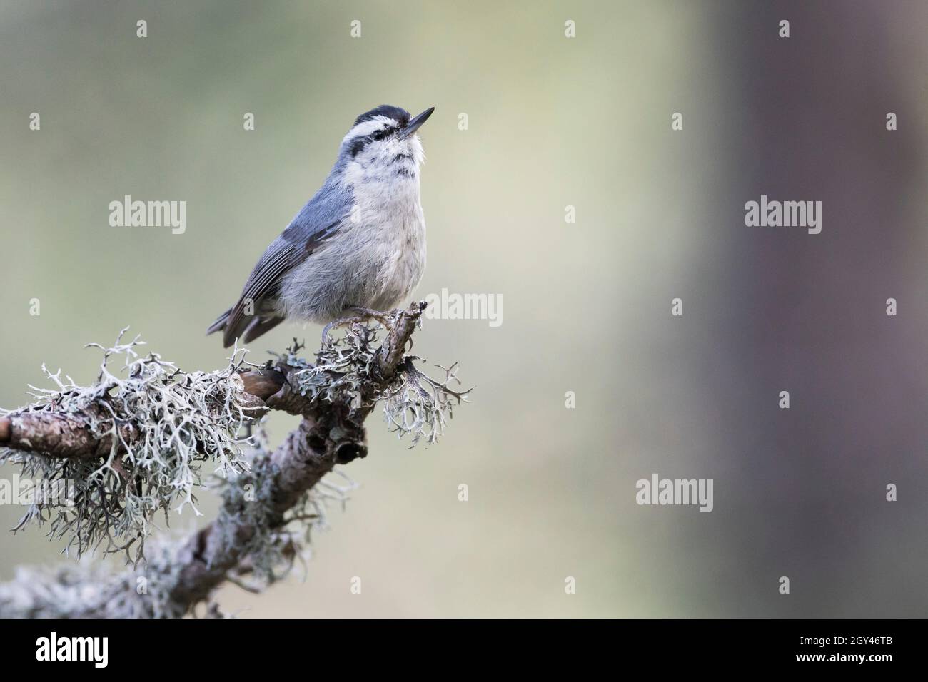 Corsican Nuthatch - Korsenkleiber - Sitta whiteheadi, France (Corsica ...