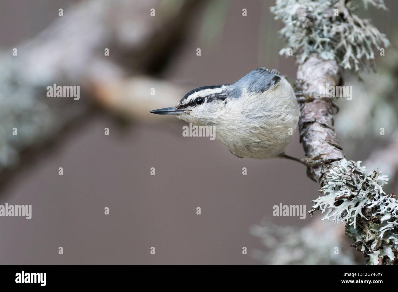 Corsican Nuthatch - Korsenkleiber - Sitta whiteheadi, France (Corsica ...