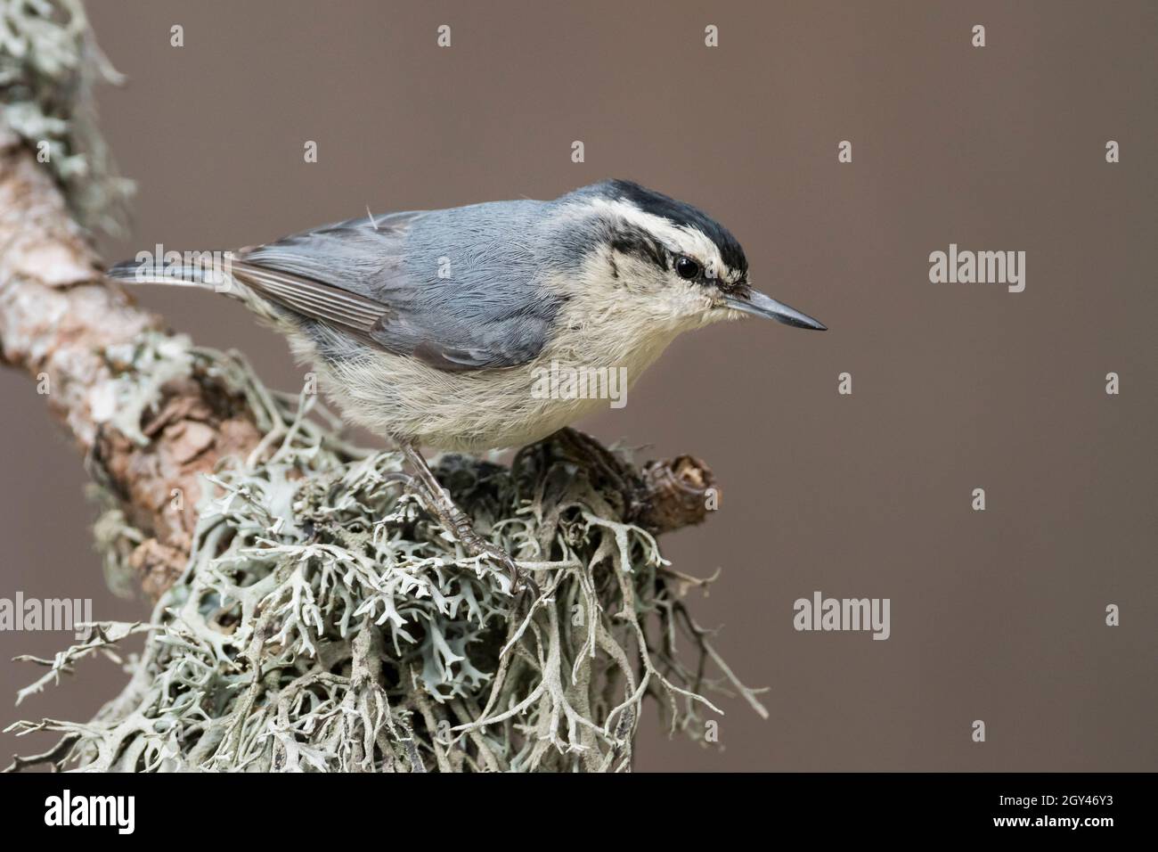 Corsican Nuthatch - Korsenkleiber - Sitta whiteheadi, France (Corsica ...