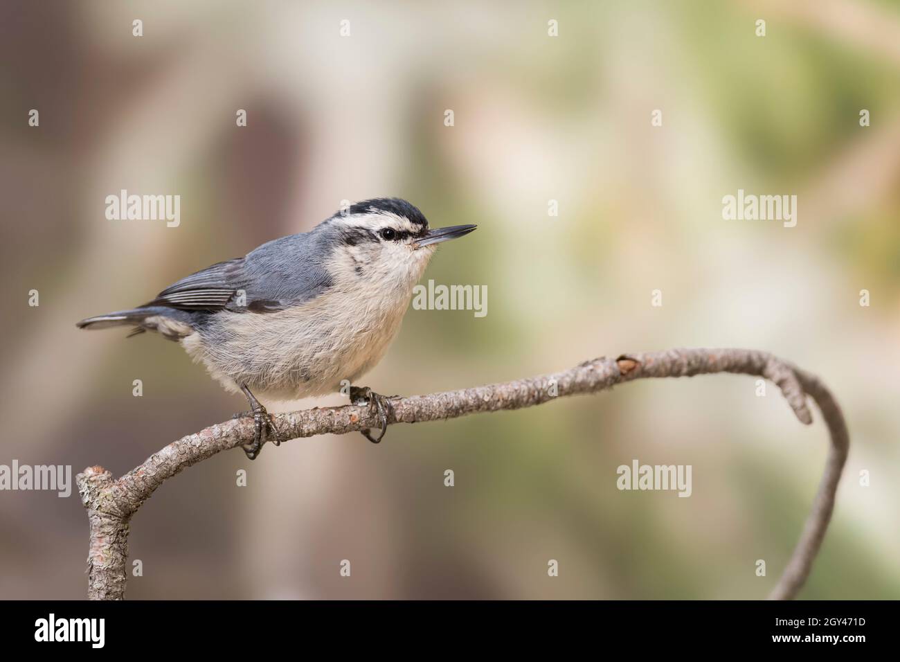 Korsenkleiber hi-res stock photography and images - Alamy
