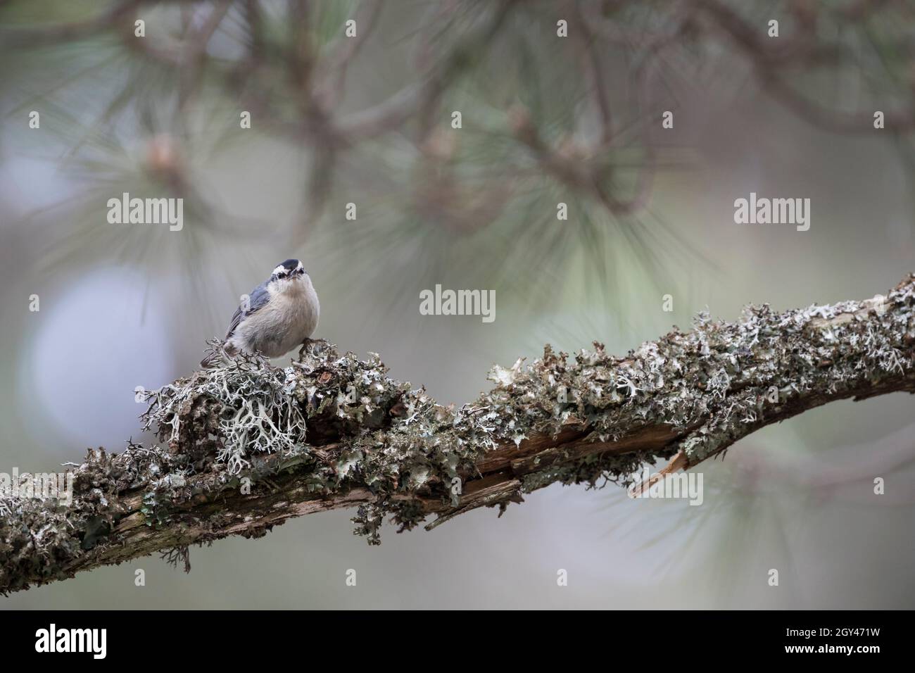 Korsenkleiber hi-res stock photography and images - Alamy