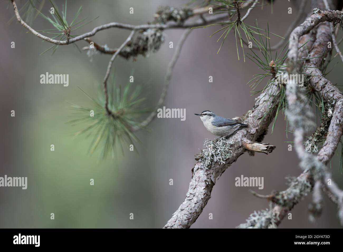 Korsenkleiber hi-res stock photography and images - Alamy
