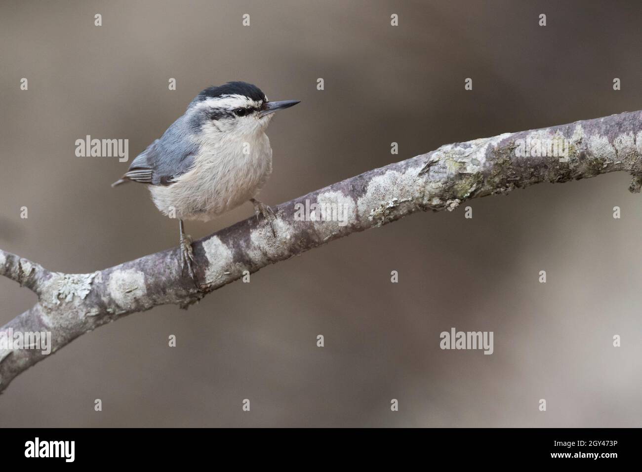 Corsican Nuthatch - Korsenkleiber - Sitta whiteheadi, France (Corsica ...