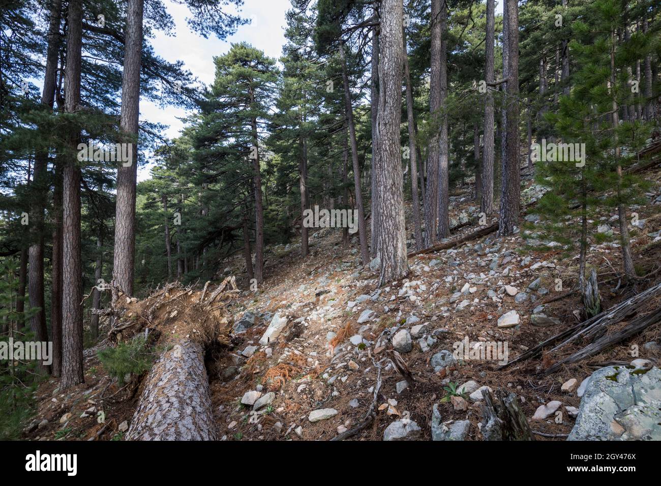 Corsican Nuthatch - Korsenkleiber - Sitta whiteheadi, France (Corsica ...