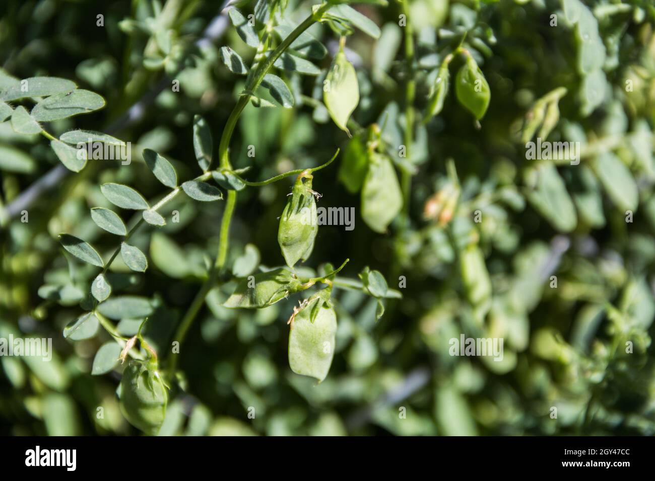Lentil plant grow hi-res stock photography and images - Alamy