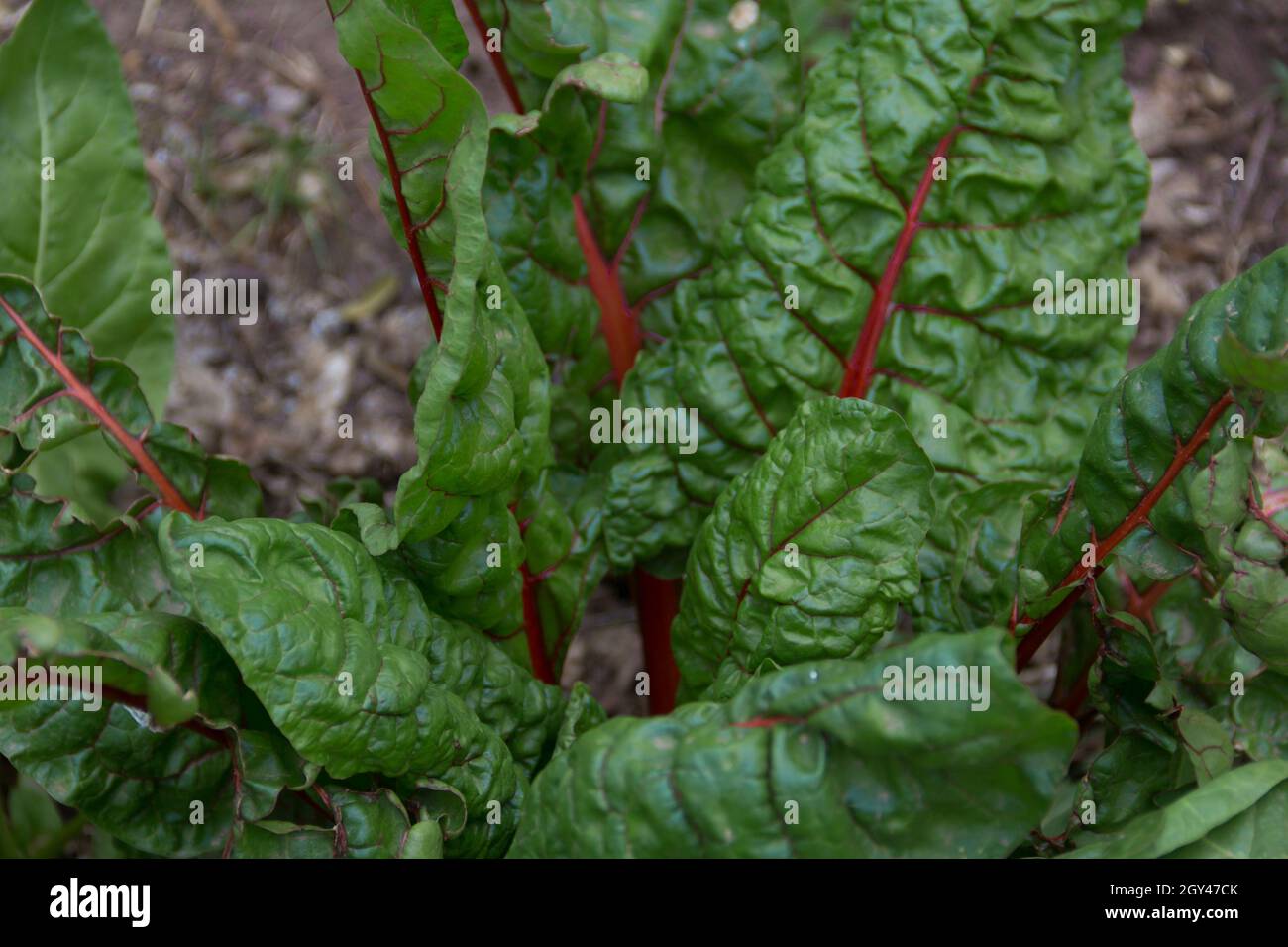 colorful chard plant in the organic garden Stock Photo - Alamy