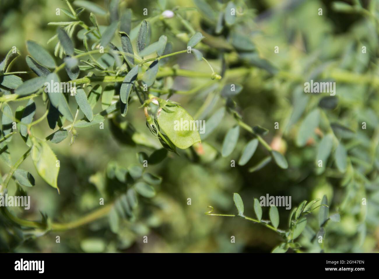Lentil plant grow hi-res stock photography and images - Alamy Lentil plant grow hi-res stock photography and images - Alamy