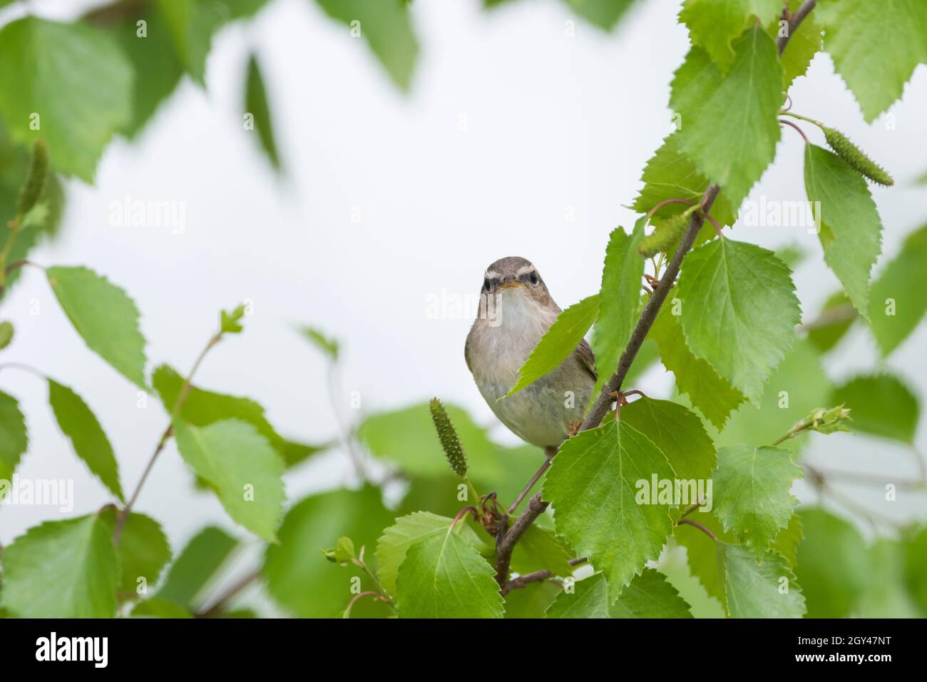 Dusky Warbler - Dunkellaubsänger -Phylloscopus fuscatus fuscatus ...