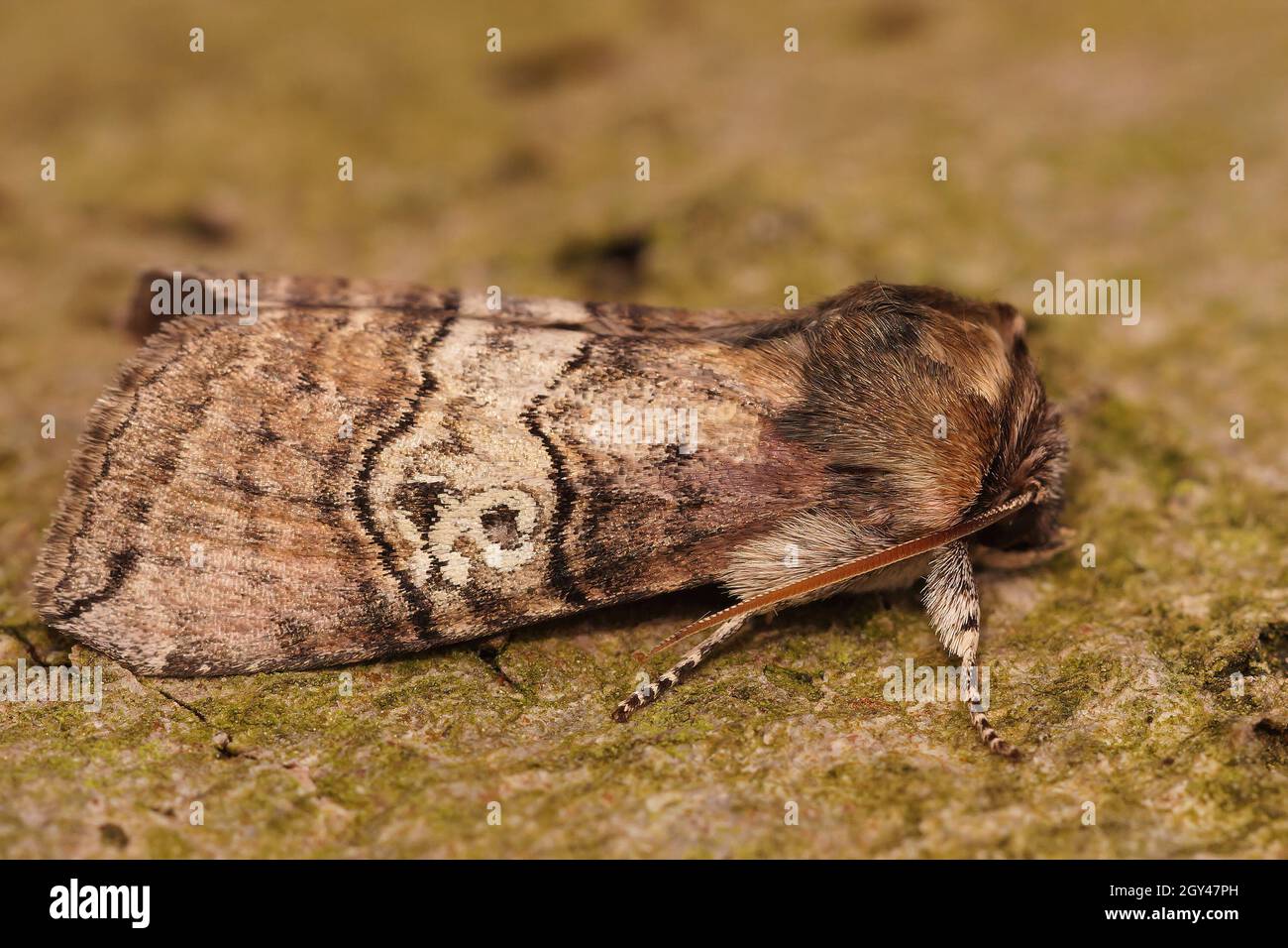 Closeup on the figure of eighty moth, Tethea ocularis, sitting Stock ...