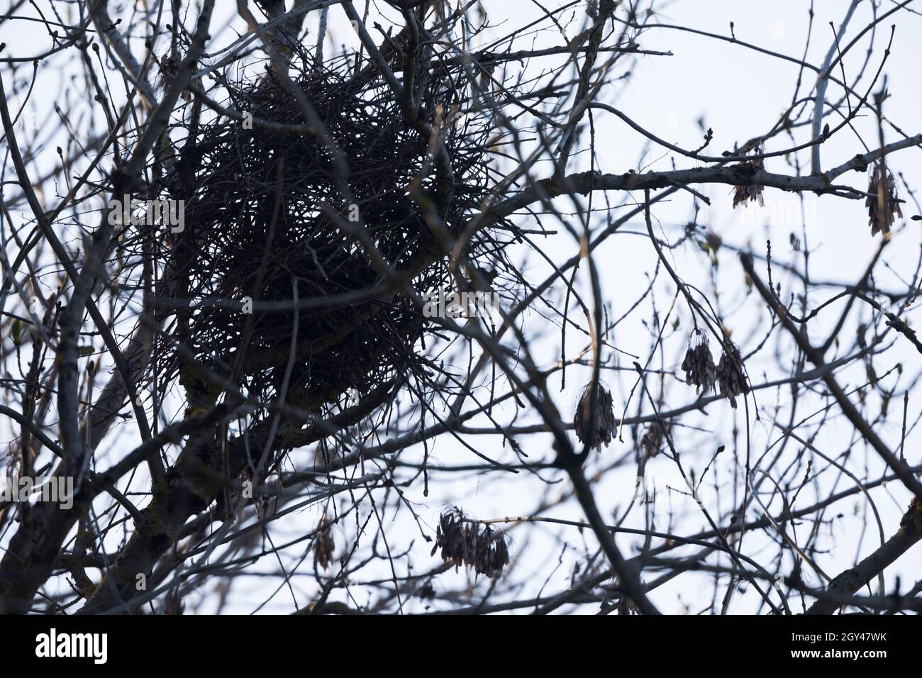 Elster Nest High Resolution Stock Photography and Images - Alamy