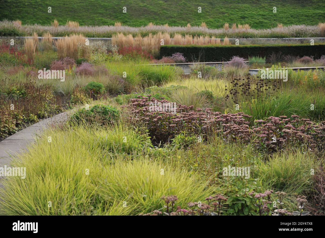 Sesleria autumnalis sesleria autumnalis hi-res stock photography and ...