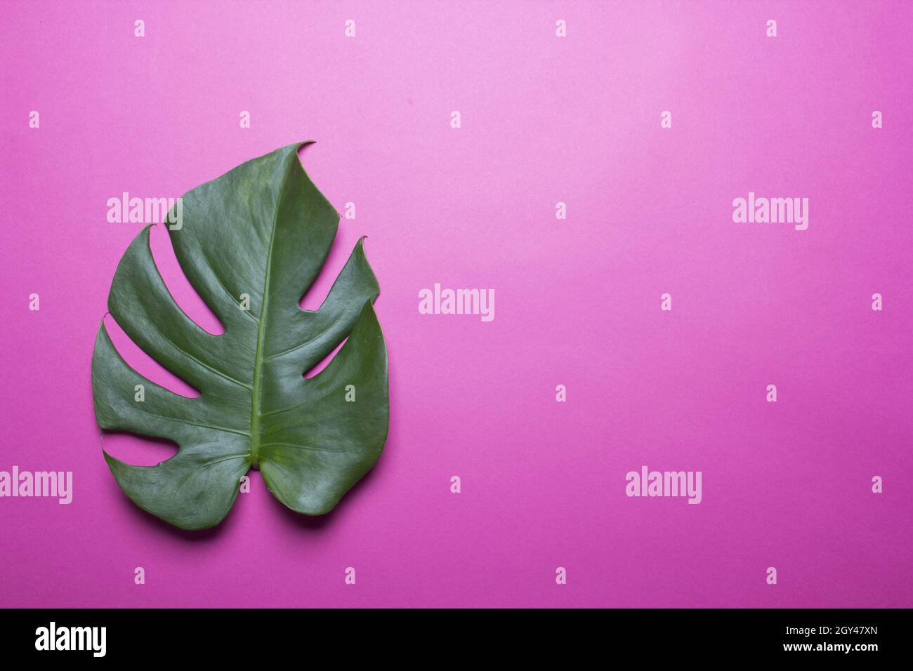 Tropical monster leaves on a plain background Stock Photo - Alamy